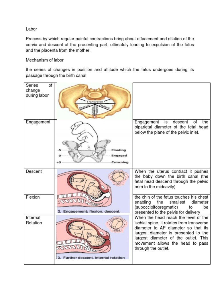Mechanism of Labor | PDF | Pelvis | Childbirth