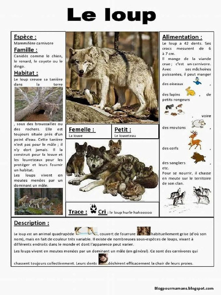 Qui A Mangé Le Loup Pdf | Alimentation Du Loup En France – FPYK