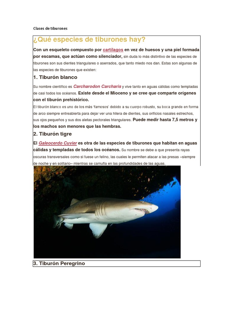 Clases de Tiburones | PDF | Tiburones | Gran tiburón blanco
