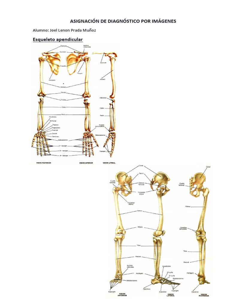 Esqueleto Apendicular | Hueso | Especialidades Medicas
