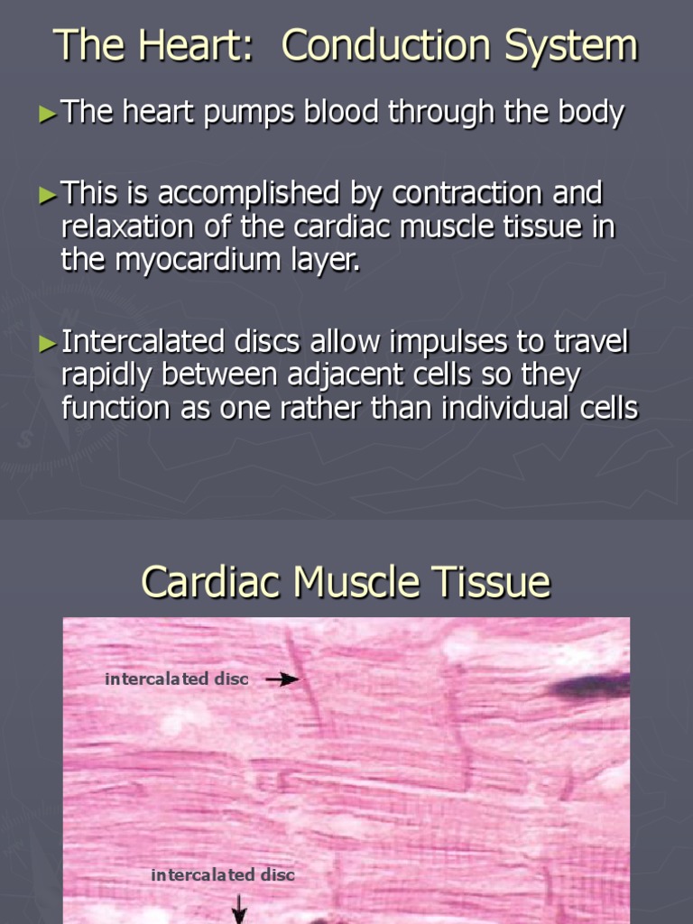 Conduction System of The Heart PPT 2 | PDF | Heart | Atrium (Heart)