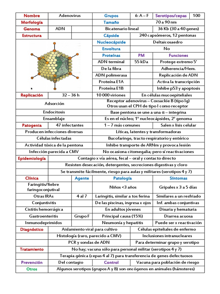 Adenovirus PDF | PDF | Adenoviridae | Microbiología