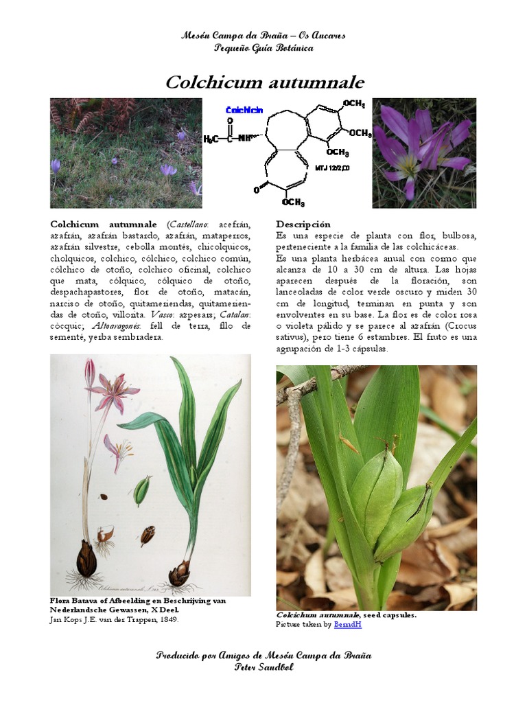Colquico PDF | PDF | Botánica | Horticultura y jardinería