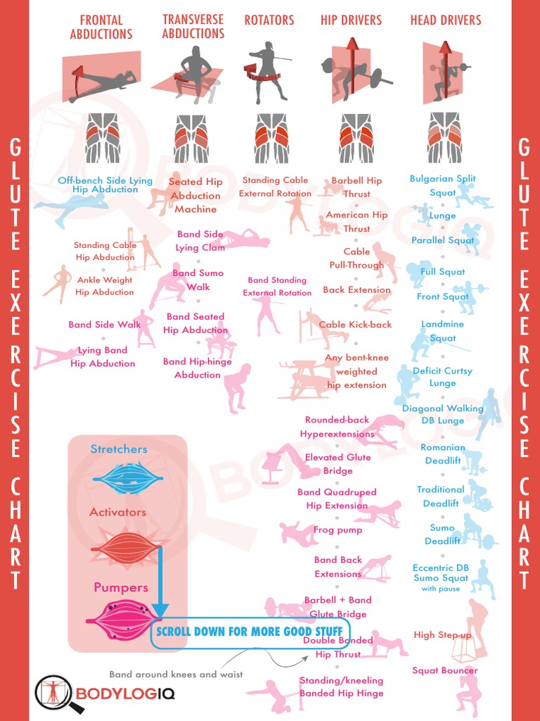 PDF Glute Exercise Chart MP Add Small | PDF | Anatomical Terms Of ...