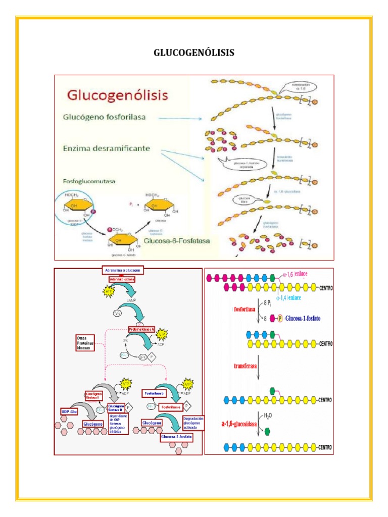 GLUCOGENÓLISIS | PDF | Glucógeno | Fosforilación