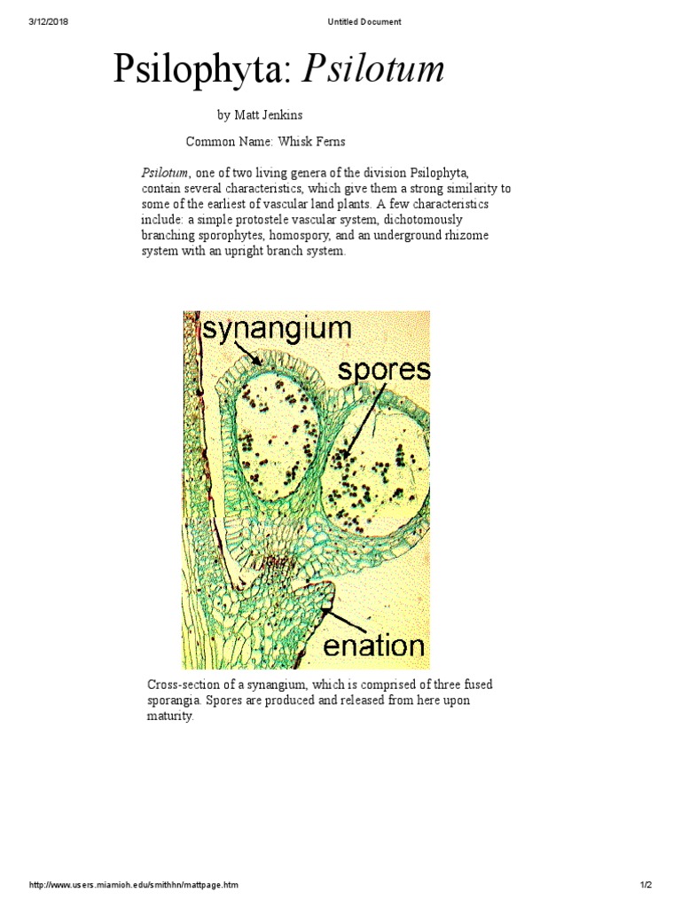 Psilophyta: Psilotum: Psilotum, One of Two Living Genera of The ...