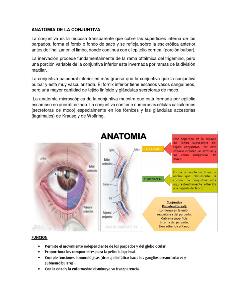 Anatomia de La Conjuntiva | PDF