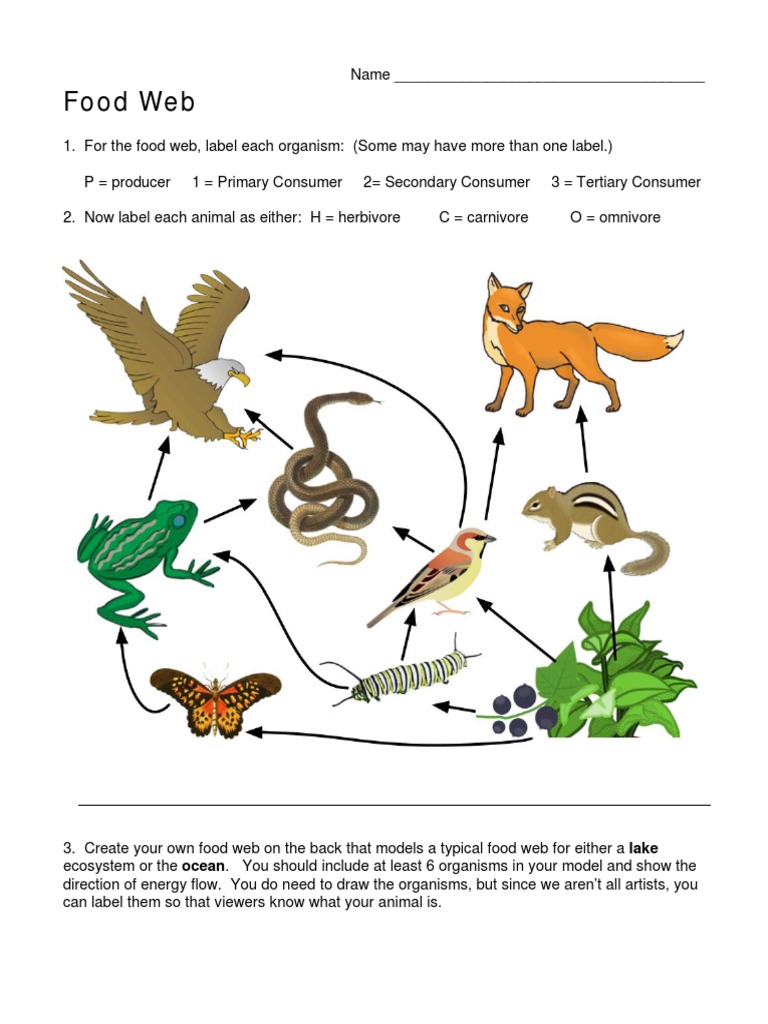 Food Web Worksheet | PDF | Food Web | Biology
