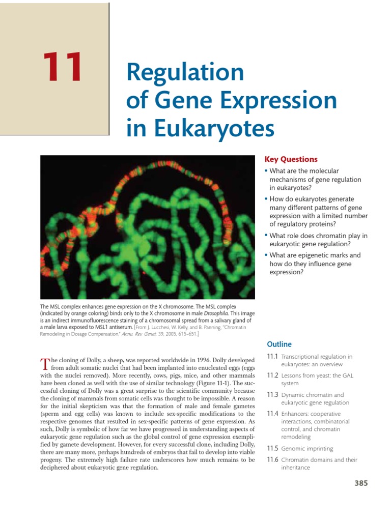 Regulation of Gene Expression in Eukaryotes | PDF | Regulation Of Gene ...
