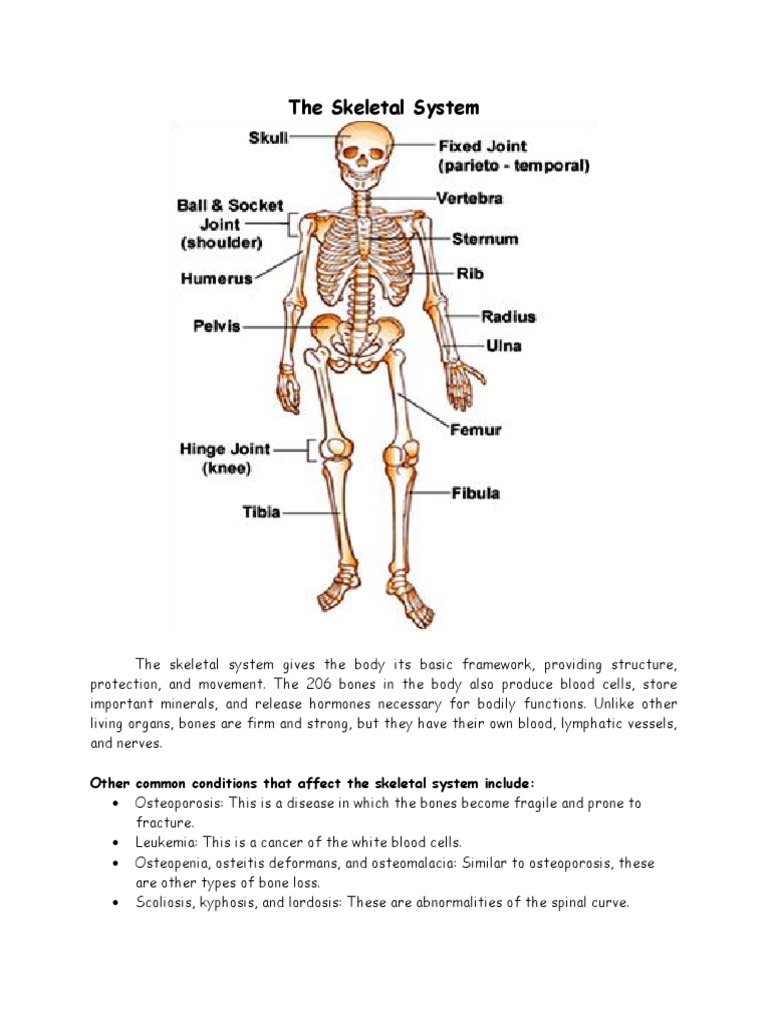 The Skeletal System | PDF