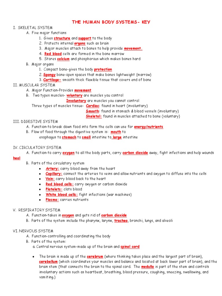 Body System Study Guide Key | PDF | Human Body | Blood