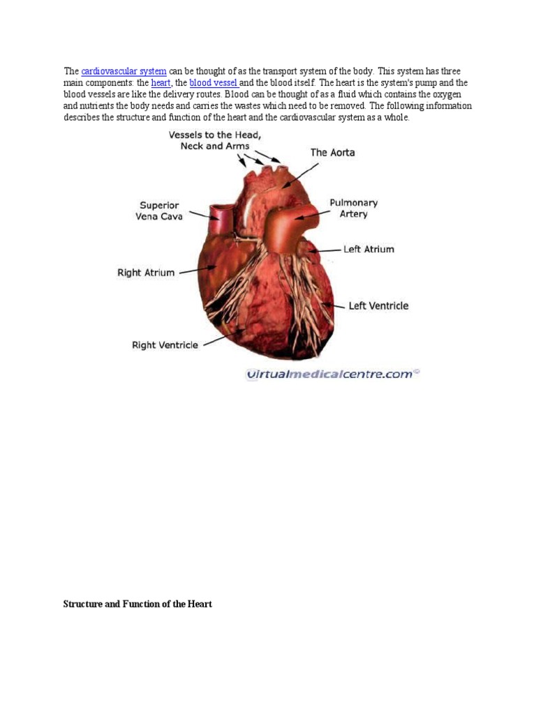 Understanding the Cardiovascular System | PDF