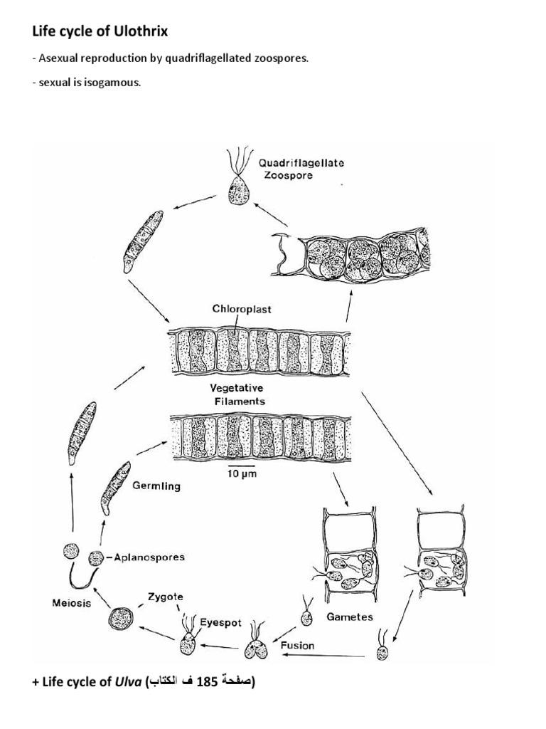 Life Cycle of Ulothrix: - Asexual Reproduction by Quadriflagellated ...