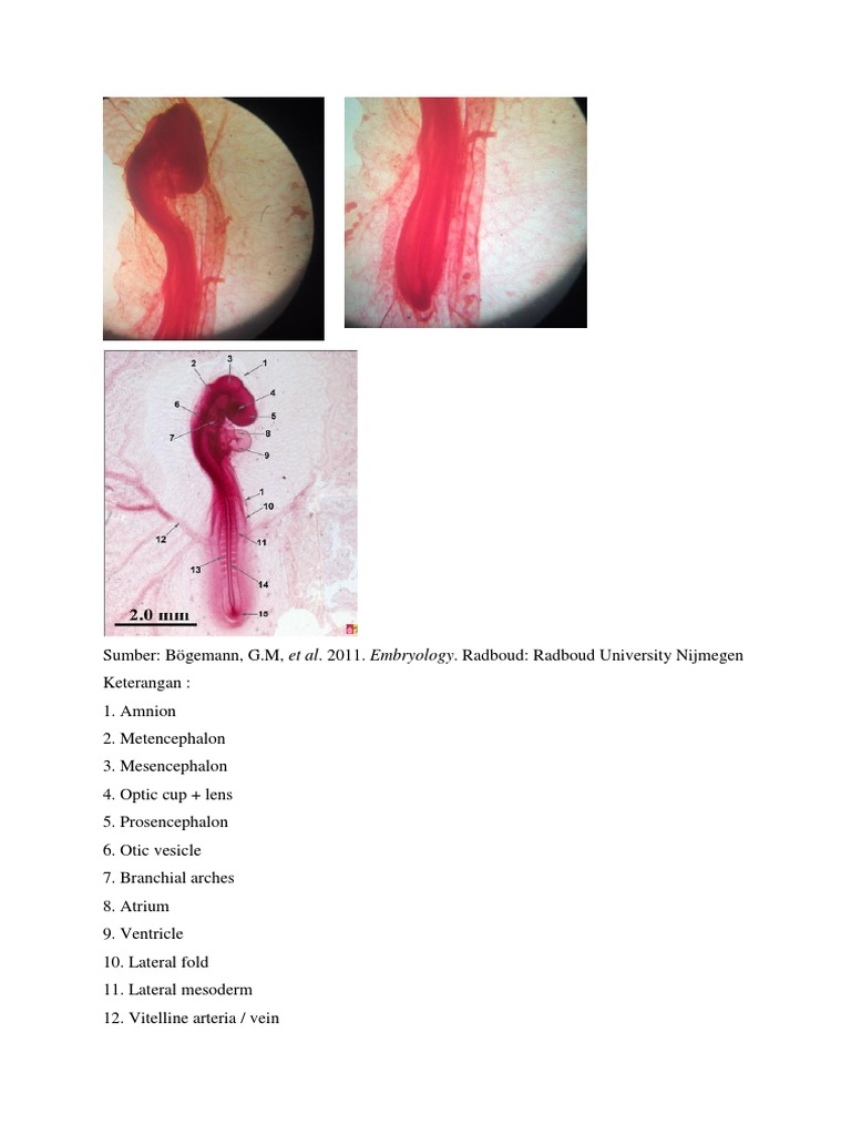 Perkembangan Embrio Ayam 48 Jam | PDF