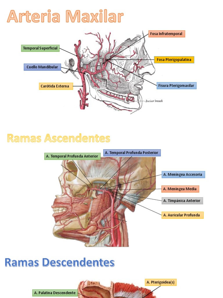 Arteria Maxilar | PDF