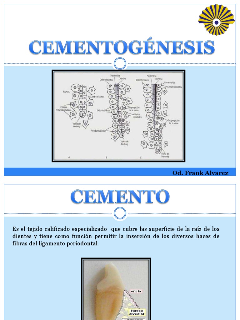 Cementogenesis | PDF | Dentina | Diente