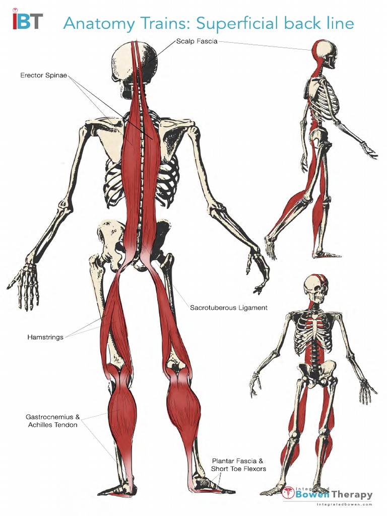 Anatomy Trains Charts | PDF