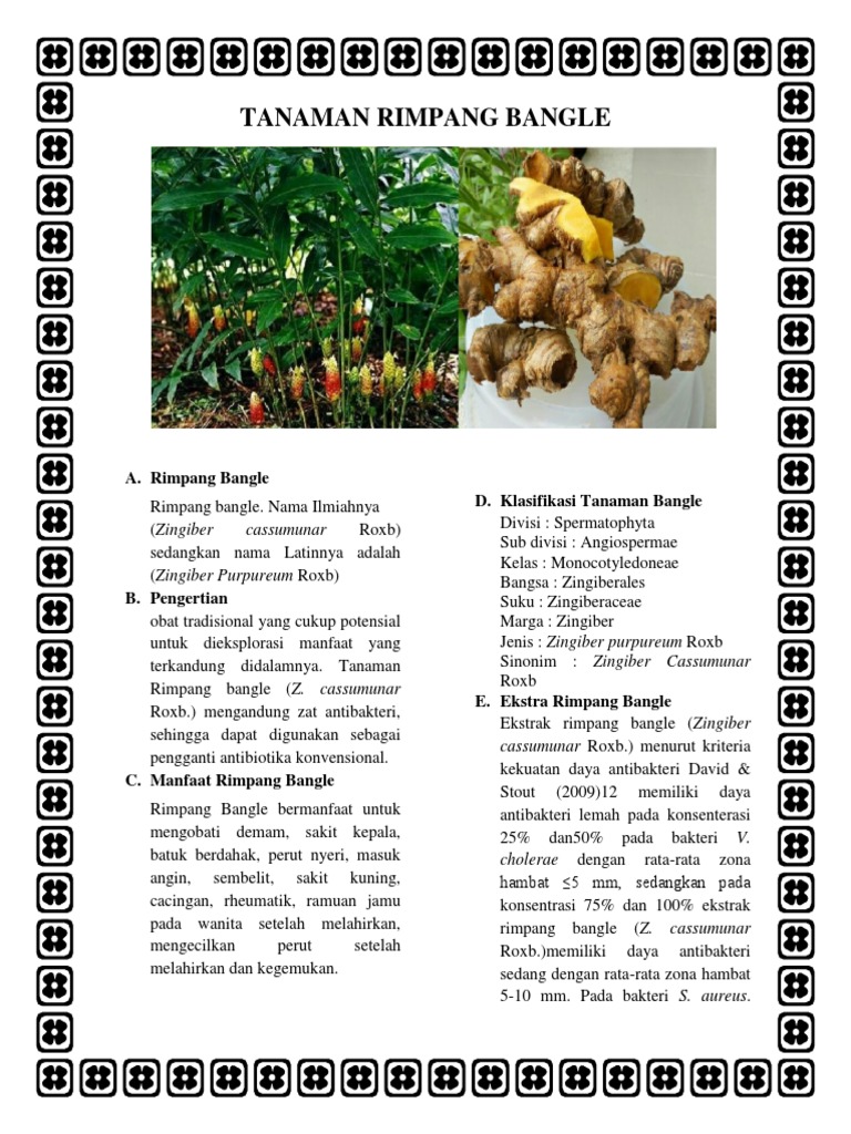 Tanaman Rimpang Bangle | PDF