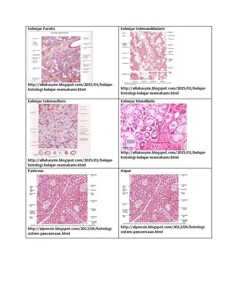 Kelenjar Parotis | PDF