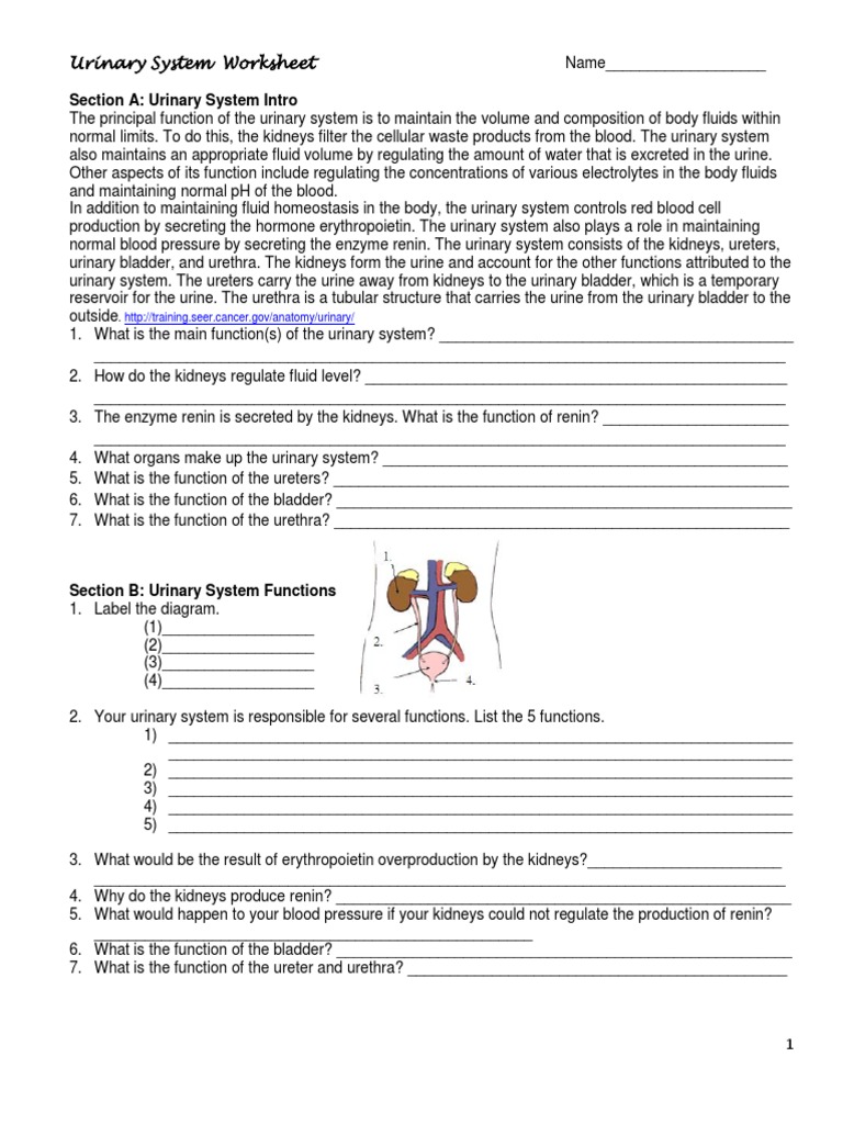 Urinary System Worksheet | PDF | Kidney | Urinary System