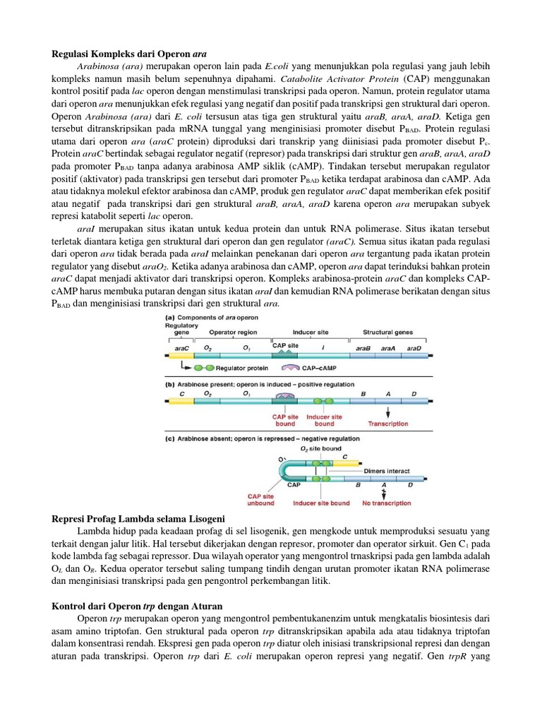 Regulasi Kompleks Dari Operon Ara | PDF
