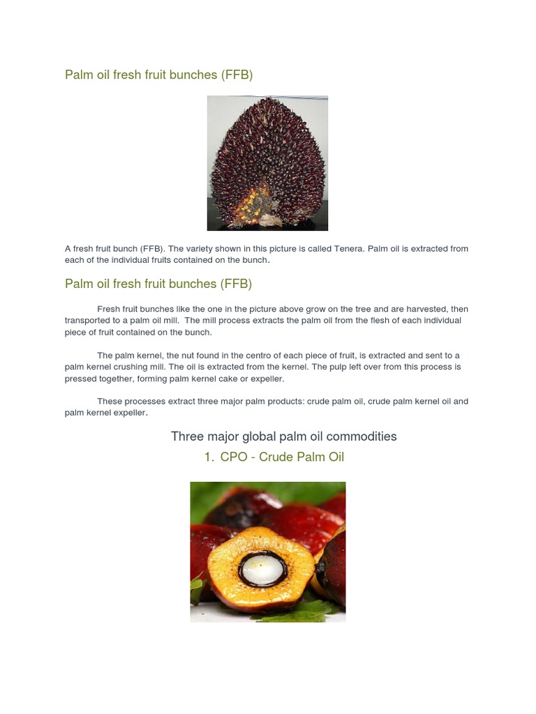Palm Oil Fresh Fruit Bunches To Palm Kernel Expeller | PDF | Fruit ...