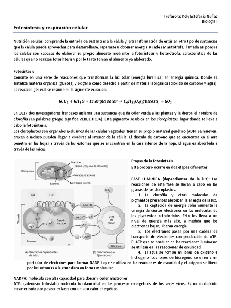 Fotosíntesis y Respiración Celular | Descargar gratis PDF ...