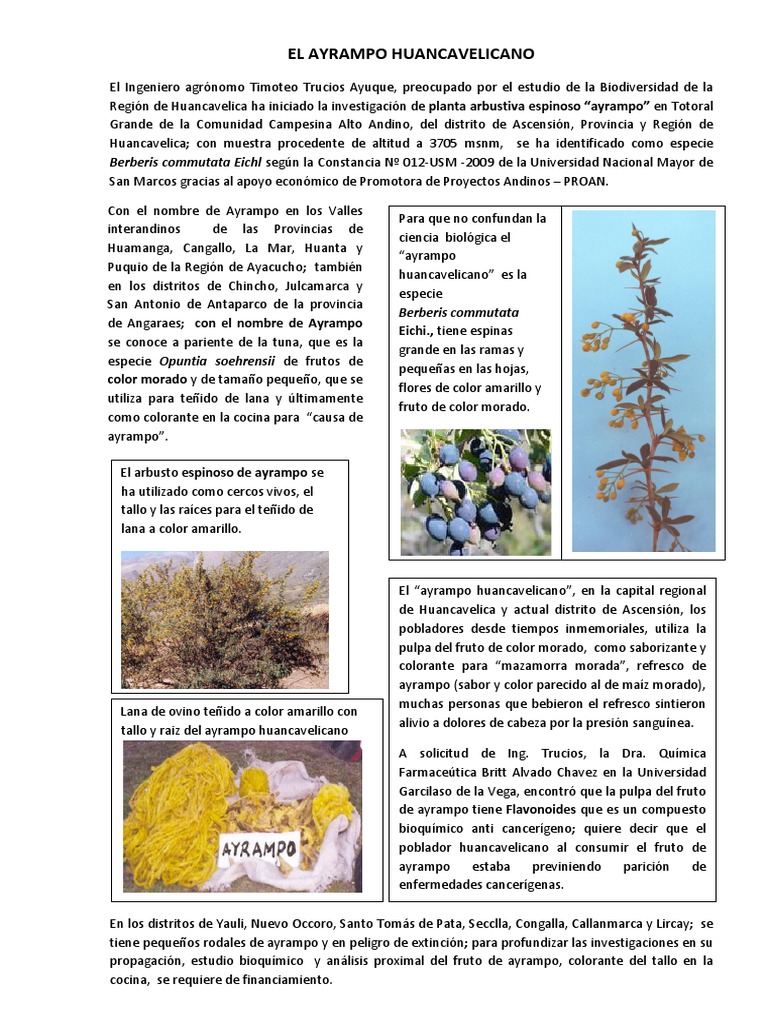 Ayrampo Huancavelicano | PDF | Plantas | Horticultura y jardinería