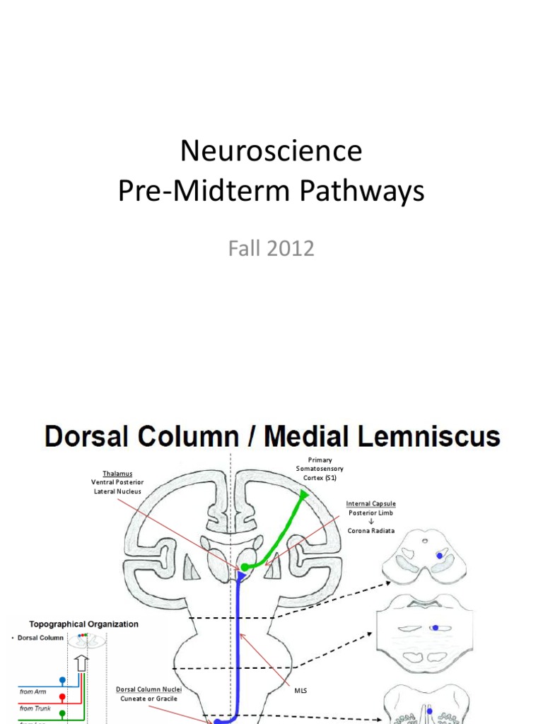 Pathways | PDF | Neuroanatomy | Nervous System