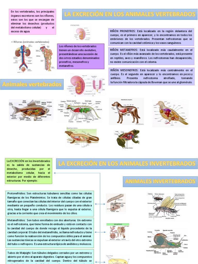 La Excrecion en Los Animales | PDF | Riñón | Organismos