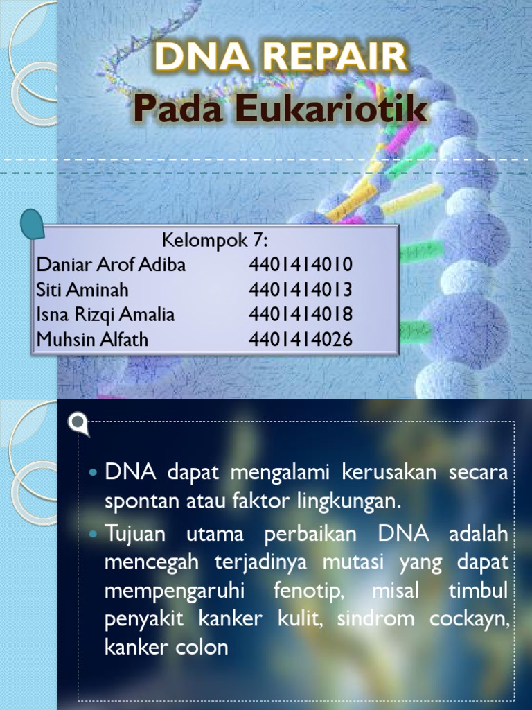 Perbaikan DNA Eukariotik | PDF