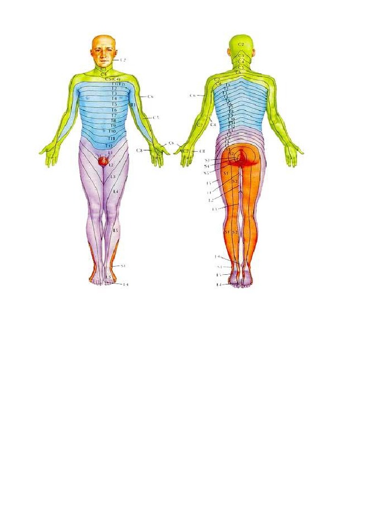 Dermatom Dan Lesi Kulit | PDF