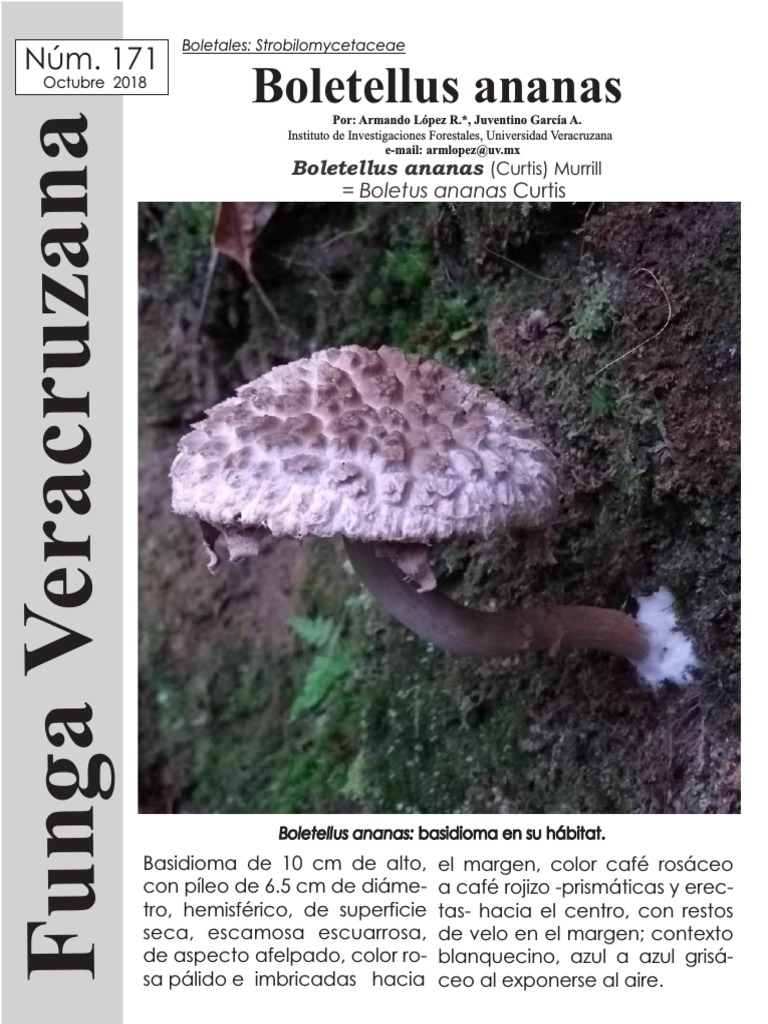 Boletellus ananas en Veracruz | PDF | Tipos de hongos | Hongo