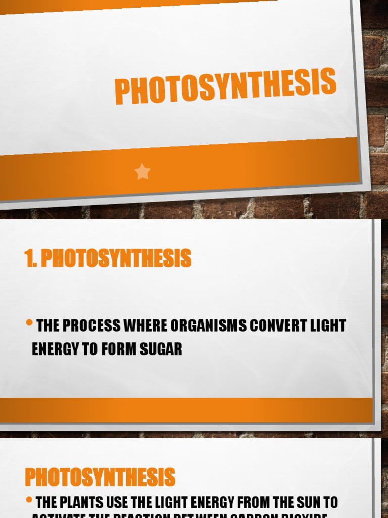 Photosynthesis (Light Dependent Reaction and Light-Independent Reaction ...