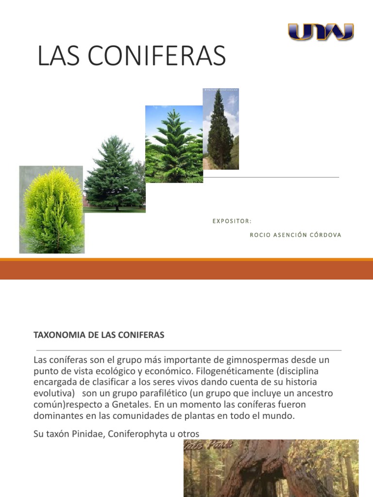 Especies Coniferas, Latifoliadas | PDF | Sequoia Sempervirens | Pinophyta