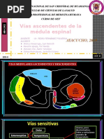 Tracto Rubroespinal | PDF | Cerebro | Neuroanatomía