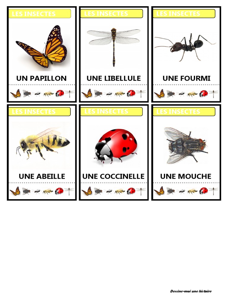 Jeu Des 7 Familles Les Insectes | PDF