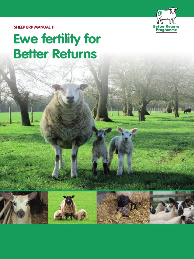 Ewe Fertility For Better Returns: Sheep BRP Manual 11 | PDF | Sheep | Fetus
