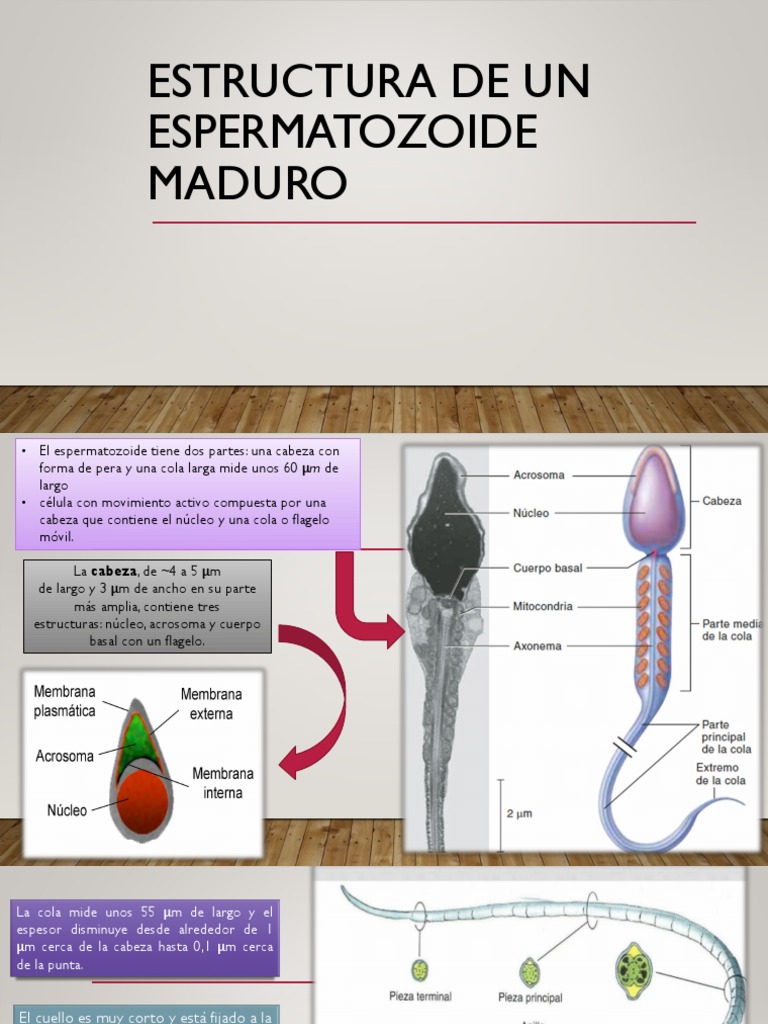 Estructura del espermatozoide maduro | PDF