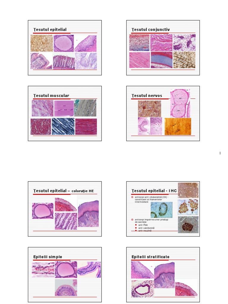 Epitelii Nutritie | PDF