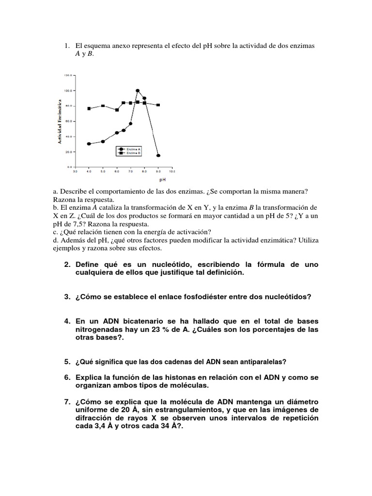 Actividades A Cidos Nucleicos | PDF