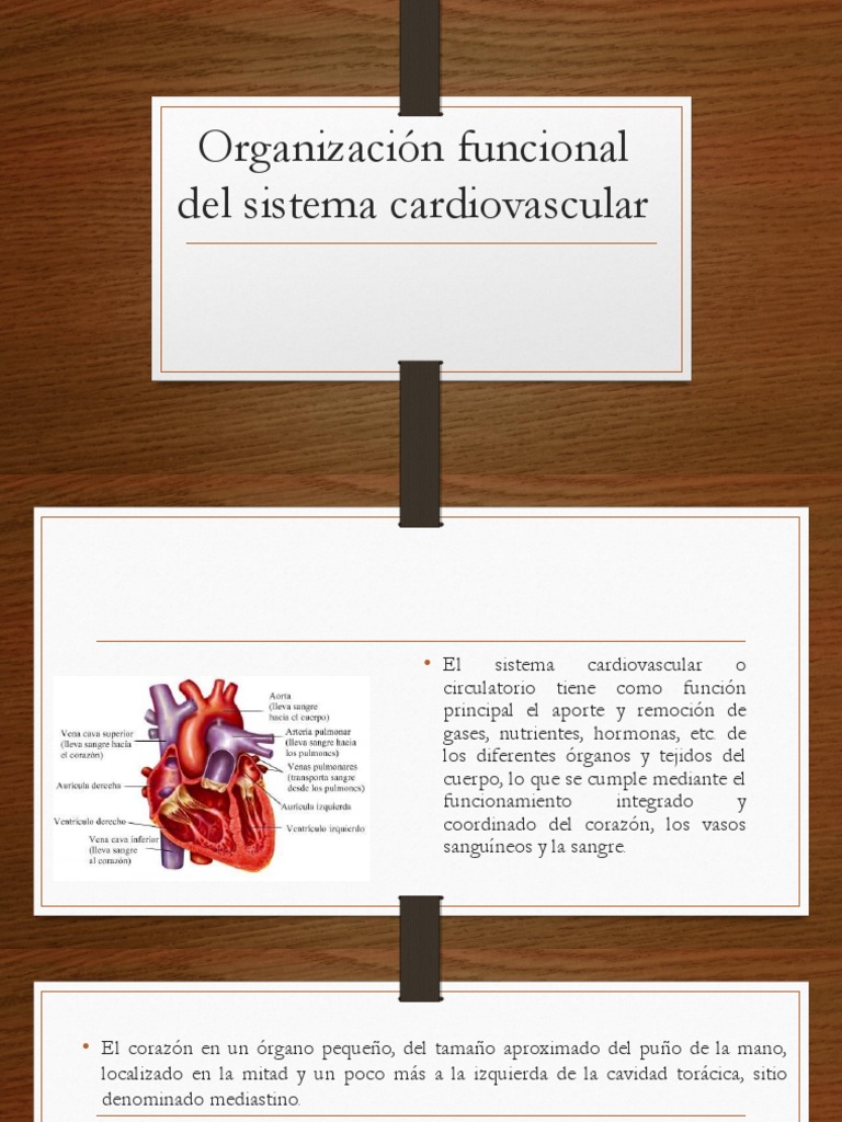 Organización Funcional Del Sistema Cardiovascular | PDF | Artería | Corazón