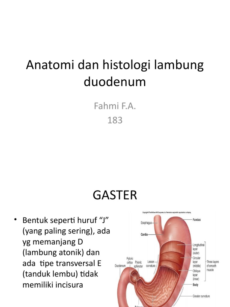 Anatomi Dan Histologi Lambung Duodenum | PDF