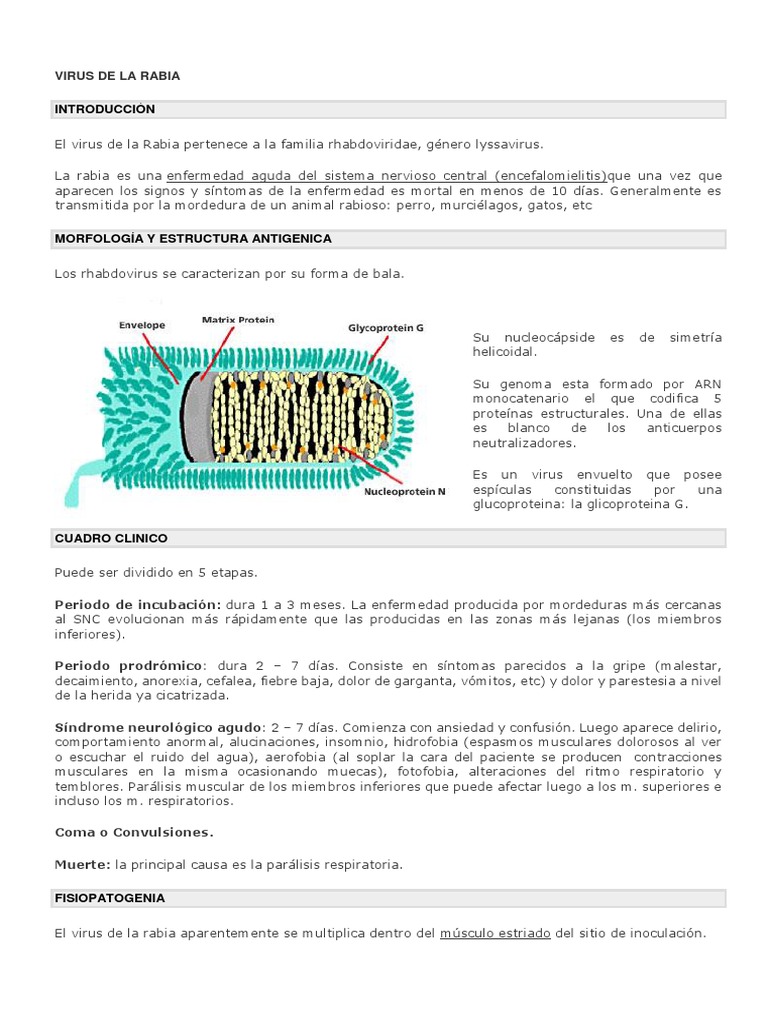 Virus de La Rabia | PDF | Rabia | Virus