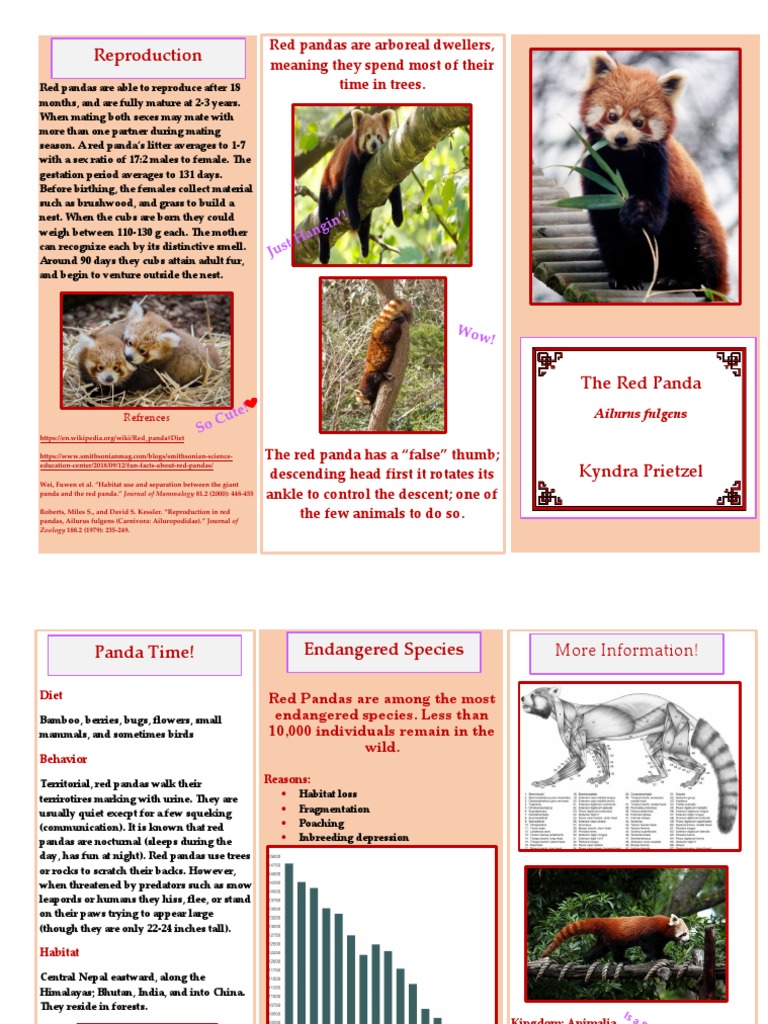 Reproduction: Red Pandas Are Arboreal Dwellers, Meaning They Spend Most ...