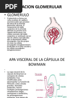 Anatomia Del Angulo Camerular | PDF | Tejido conectivo | Endotelio