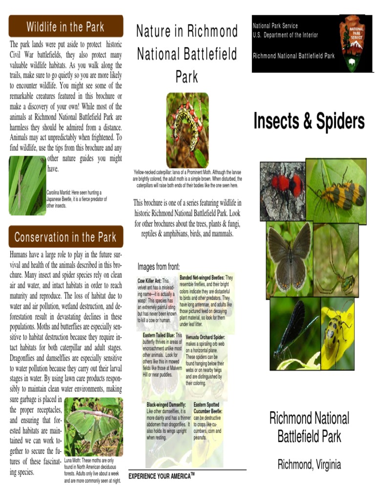Brochure - Insects & Spiders | PDF | Beetle | Insects