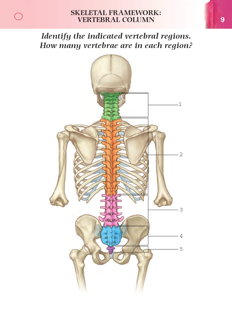Skeleton Axial and Appendicular | PDF | Vertebra | Vertebral Column