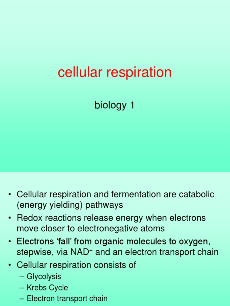 Cellular Respiration: Biology 1 | PDF | Cellular Respiration ...