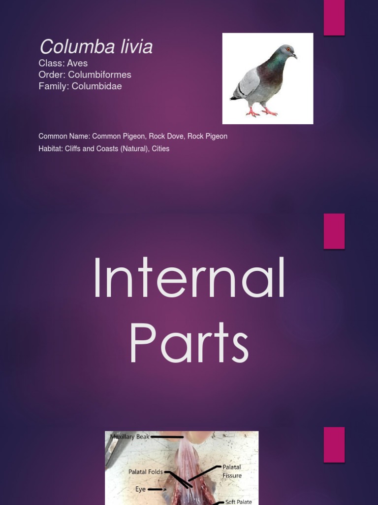 Columba Livia: Class: Aves Order: Columbiformes Family: Columbidae | PDF